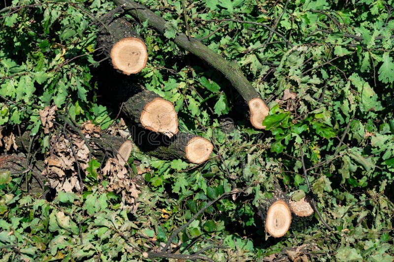Cut Trees and Branches in Forest after Strong Wind Stock Photo - Image ...