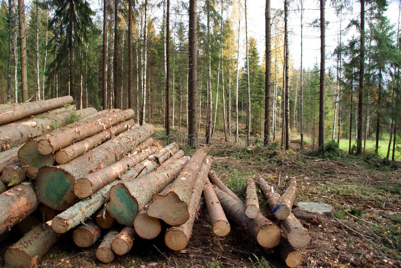 Swedish deforestation stock photo. Image of conservation - 30551734