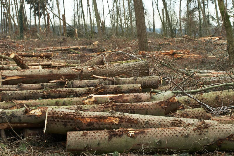 Cut trees in a forest stock photo. Image of roots, sticks - 2076988