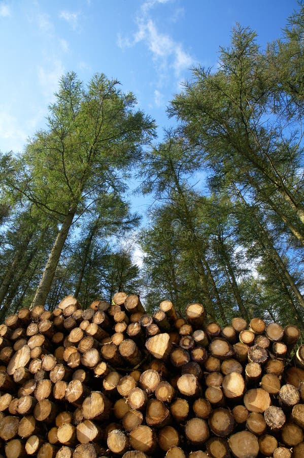 Cut trees in a forest. stock image. Image of lumber, green - 6426881
