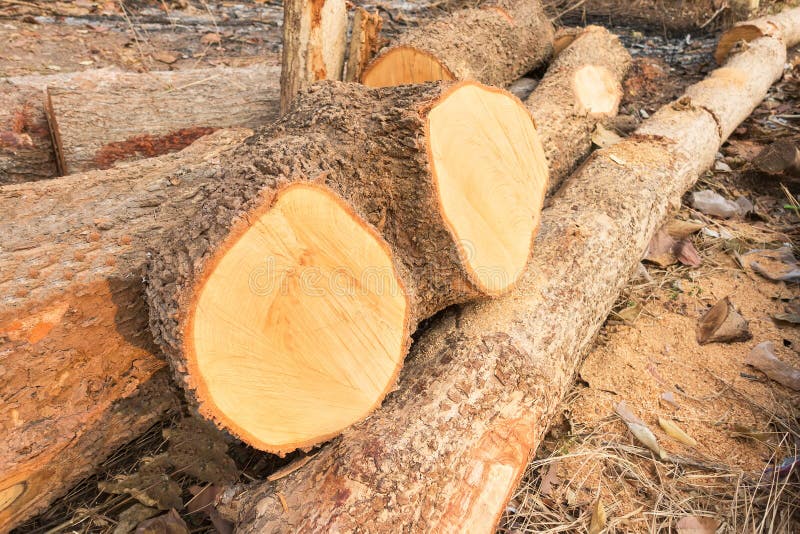 Cut trees stock photo. Image of lumber, background, timber - 68786438