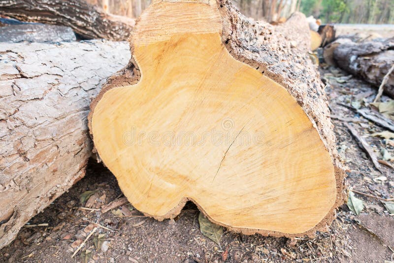 Cut trees stock image. Image of nature, plant, texture - 68786761