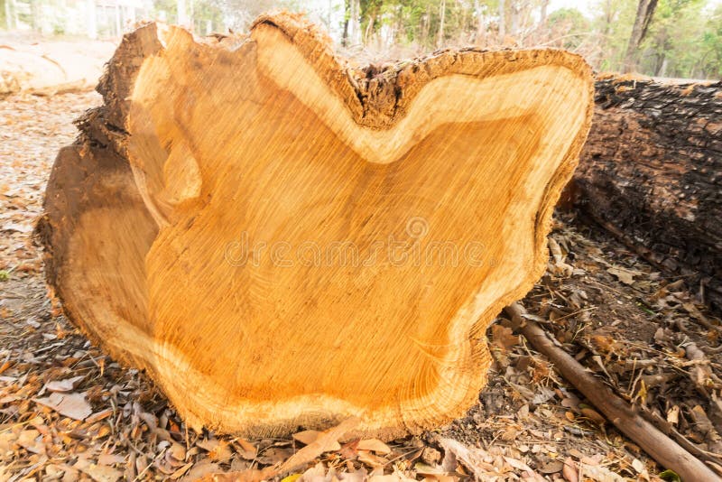 Cut trees stock photo. Image of chainsaw, forestry, nature - 68871304