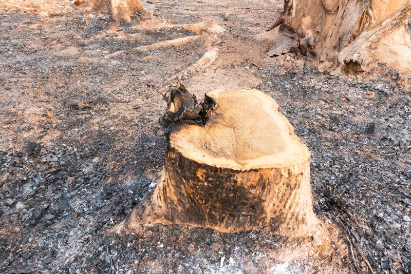 Cut trees stock image. Image of forestry, chainsaw, wooden - 69092693