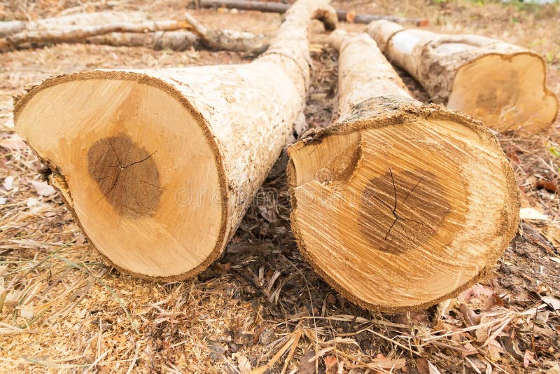 Cut trees in forest stock image. Image of industry, natural - 69431801