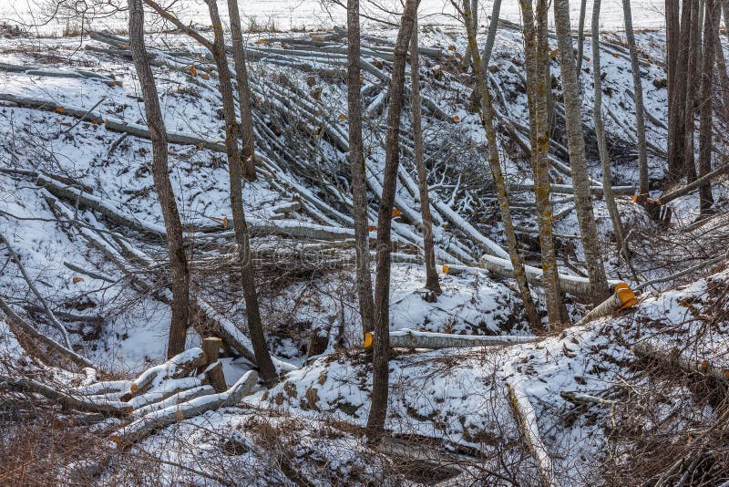 Cut trees in the forest stock photo. Image of woods - 111520366