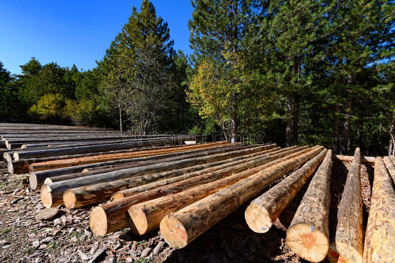 Cut trees stock image. Image of plant, material, chopping - 165315927