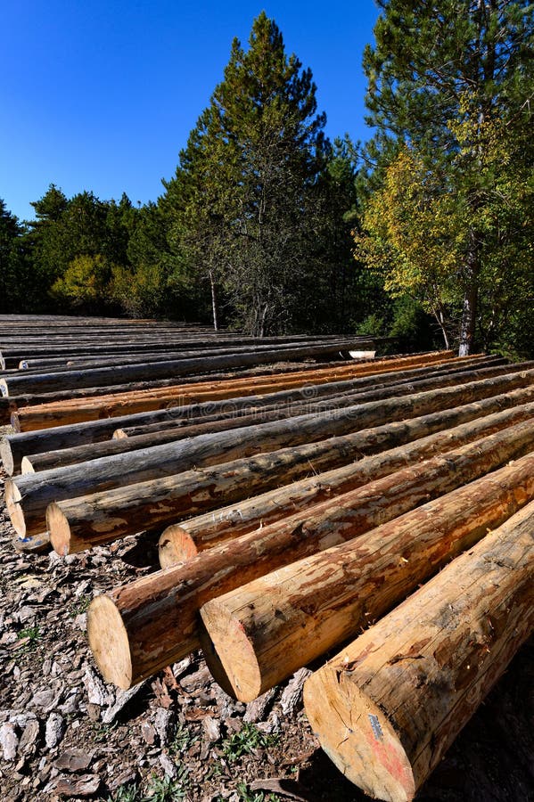 Cut trees stock image. Image of logging, timber, natural - 165316013