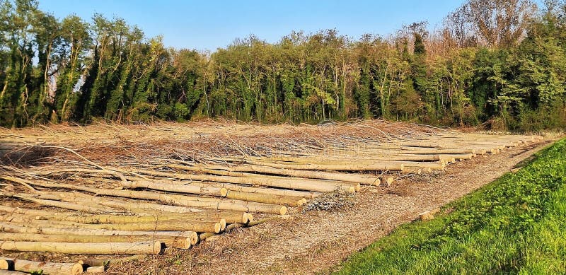 Cut Trees Lie in a Row in the Kudzu Forest. Stock Photo - Image of ...