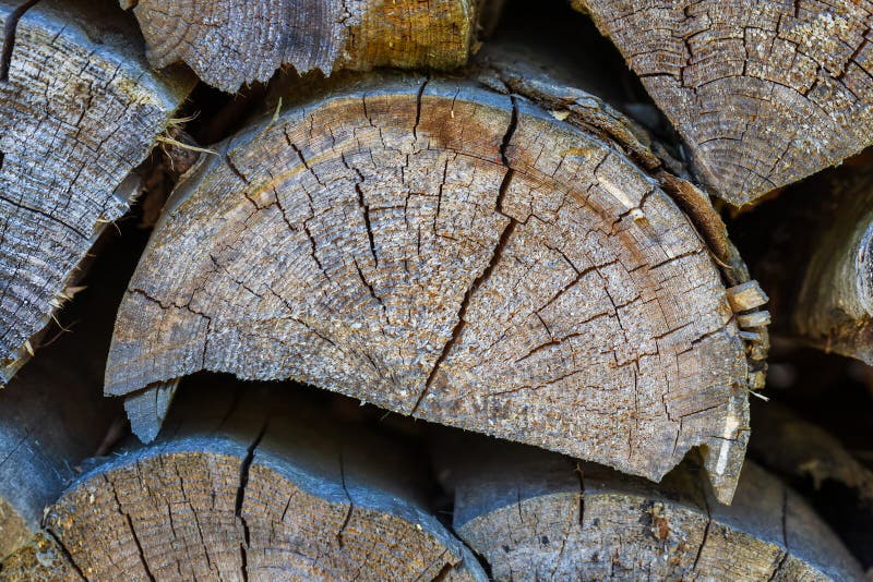 Cut Trees for Logs are Stacked and Prepared for Heating Stock Image ...