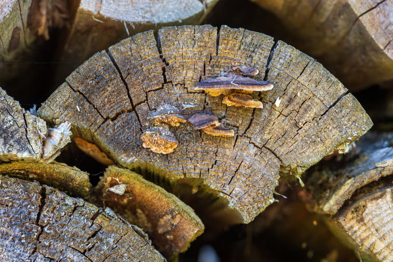 Cut Trees for Logs are Stacked and Prepared for Heating Stock Photo ...