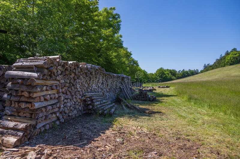 Cut Trees for Logs are Stacked and Prepared for Heating Stock Photo ...