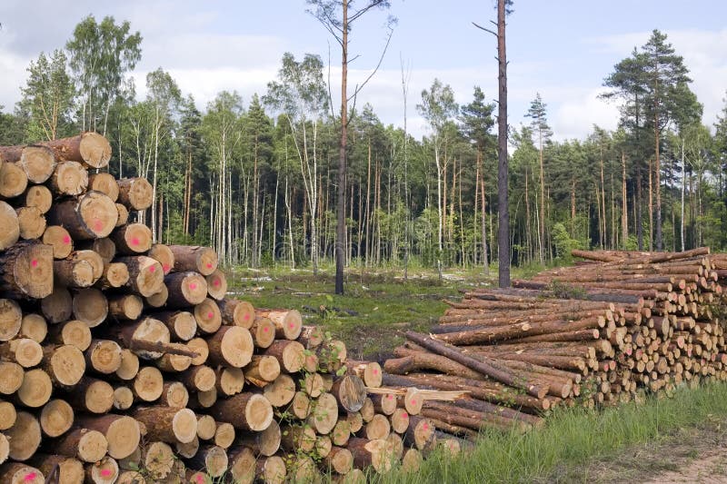 Swedish deforestation stock photo. Image of conservation - 30551734