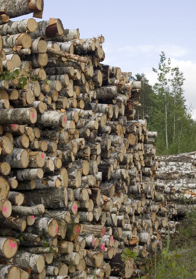 Cut Trees in Nature Background Stock Image - Image of tree, outdoor ...