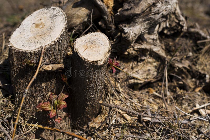 Cut Trees and a New Sprout in Spring Stock Photo - Image of development ...