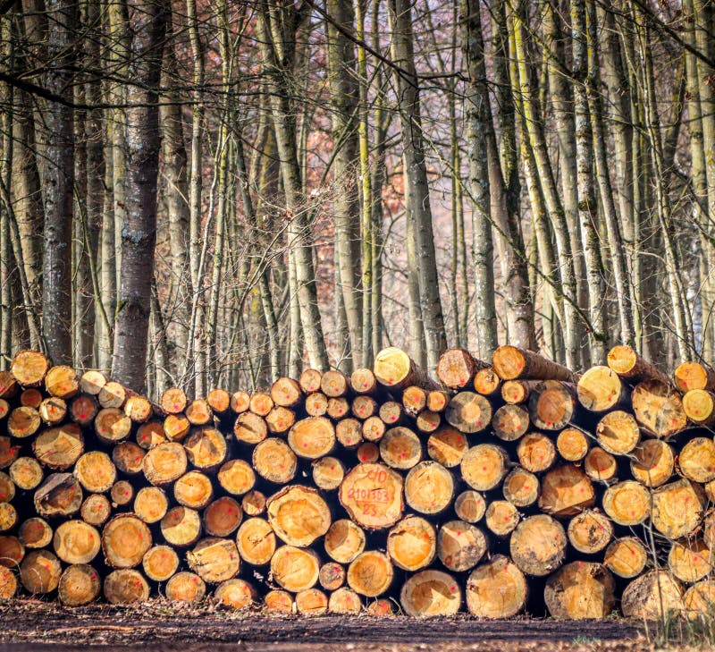 Cut Trees Piled and Ready To Transport Stock Image - Image of trees ...