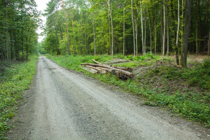 Cut trees by the road stock photo. Image of trunk, wood - 132242750
