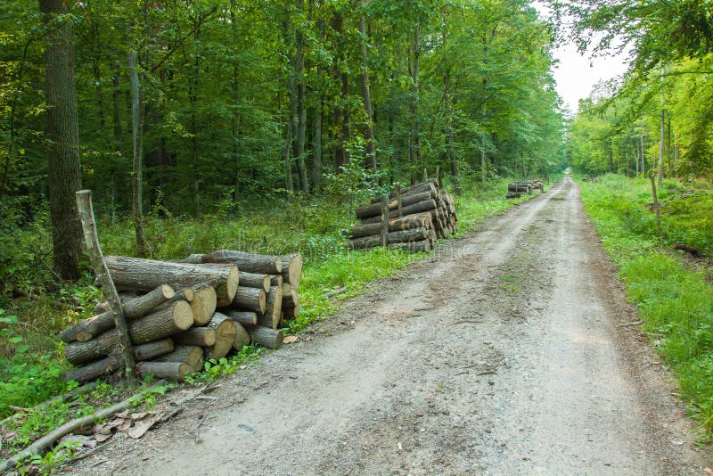 Cut Trees by the Road in the Forest Stock Image - Image of forest ...