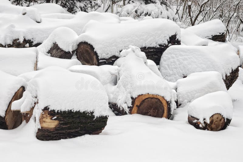 Cut trees in snow stock image. Image of wood, lumber - 13397011