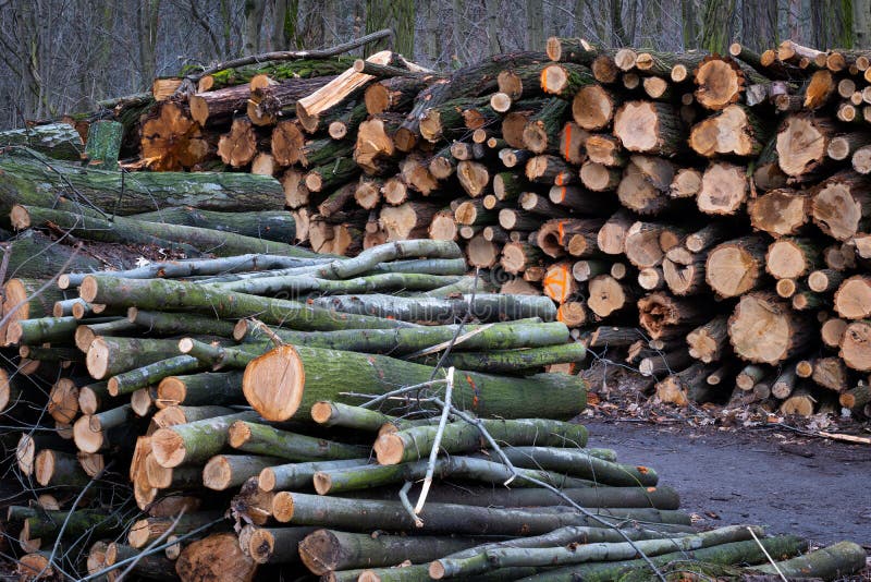 Cut Trees Stack in Forest stock photo. Image of resource - 180667032