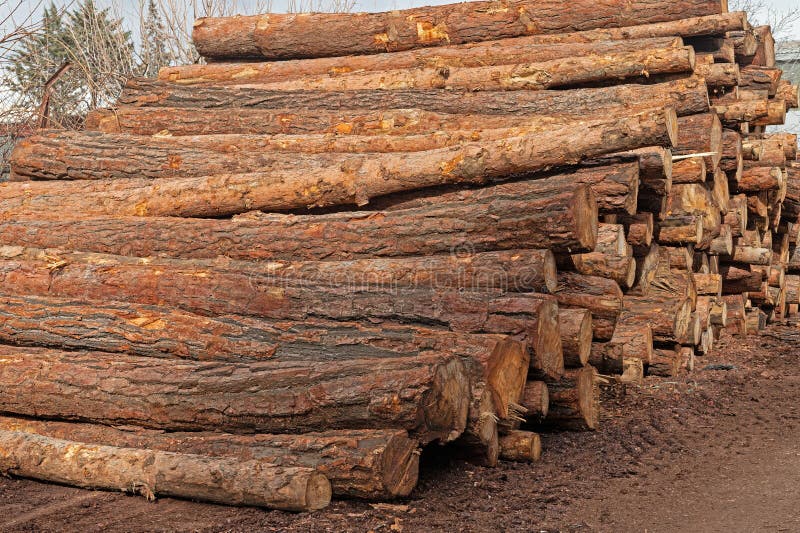 Cut Trees Stacked in a Pile, Close-up Stock Photo - Image of operation, harvesting: 337066424