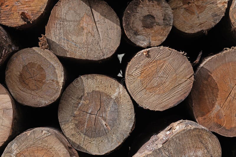 Cut Trees Stacked in a Pile, Close-up Stock Photo - Image of detail ...