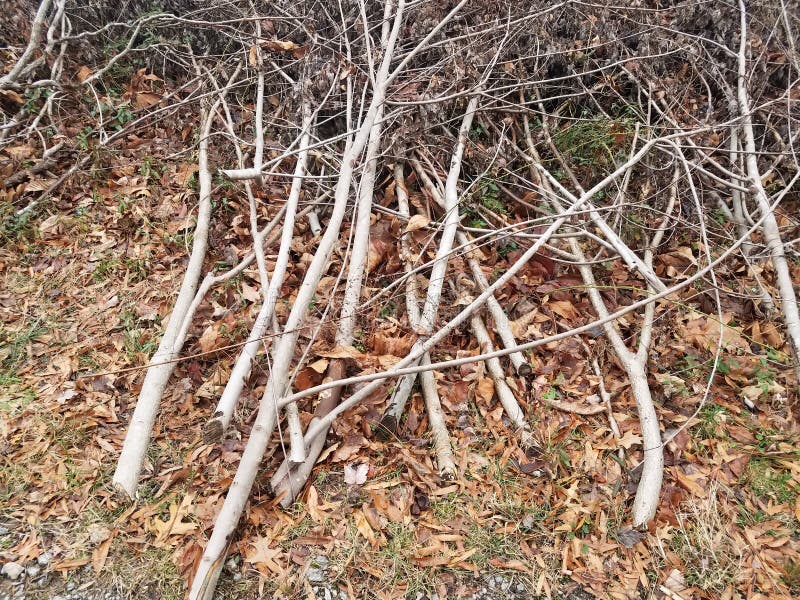 Cut Tree Branches and Leaves in Pile Stock Photo - Image of pile ...