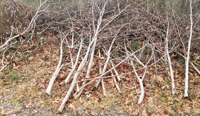 Cut Tree Branches and Leaves in Pile Stock Image - Image of trimming ...