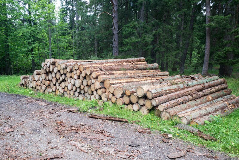 Cut Trees Trunks Heap Stack, Logging Industry Forest Lumber Stock Image ... Cut Trees Trunks Heap Stack, Logging Industry Forest Lumber Stock Image ...