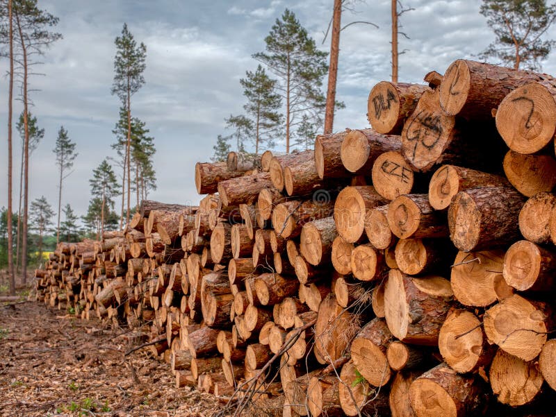 Cut Trees Waiting for Transport. Stock Image - Image of woodstack ...