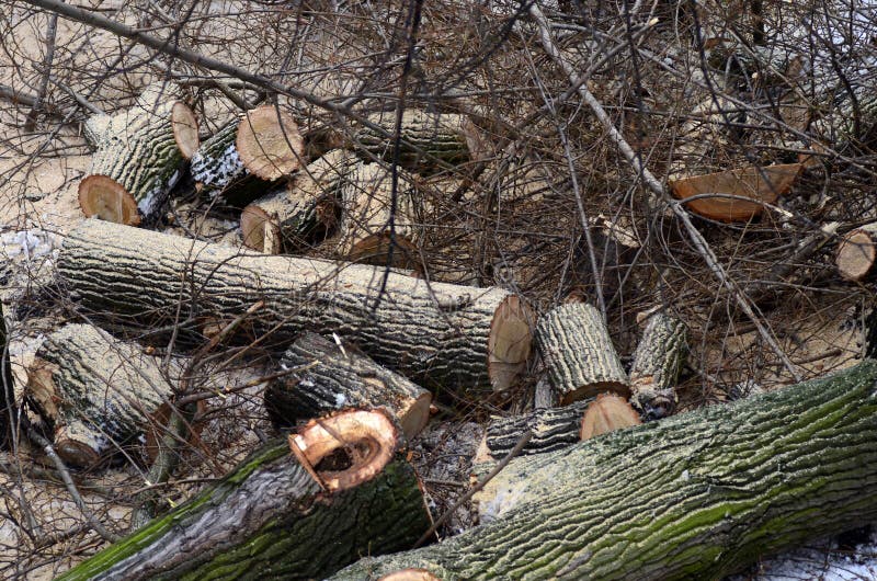 Cuted Trees Ready For Cutting Stock Image - Image of plank, material ...