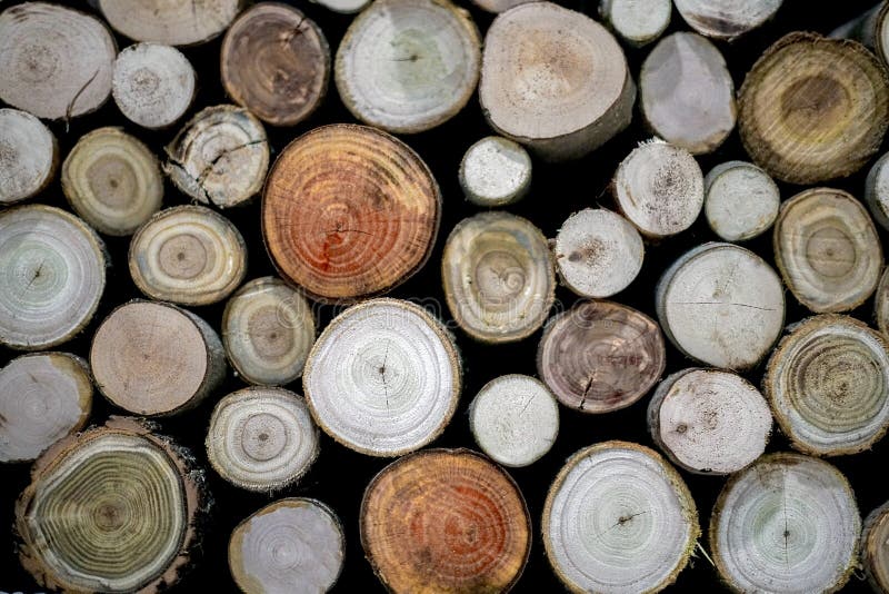 Cut trees, wood texture stock image. Image of round - 311911245