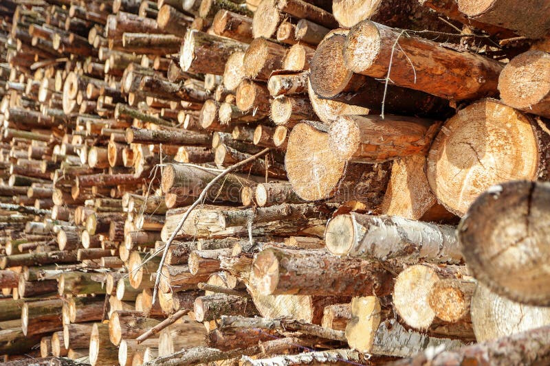 Cut trees. Wood texture stock image. Image of texture - 278945583