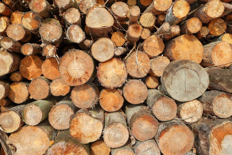 Cut trees. Wood texture stock image. Image of surface - 278945591