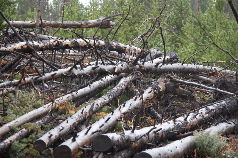 Cut Trees in Yellowstone National Park Stock Image - Image of bark ...