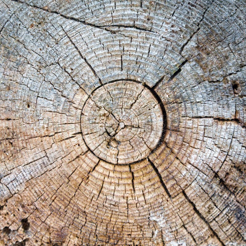 Hand Counting Tree Rings on a Cut Pine Log Stock Photo - Image of brown ...