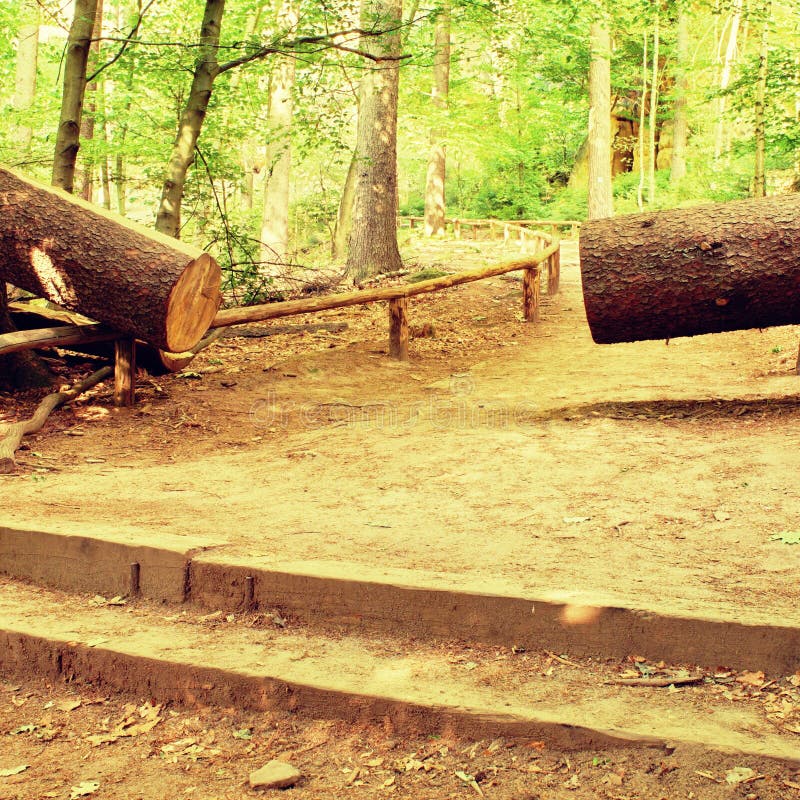 Cut Trunk. Big Tree Fallen Down To the Little Path in Spring Forest ...
