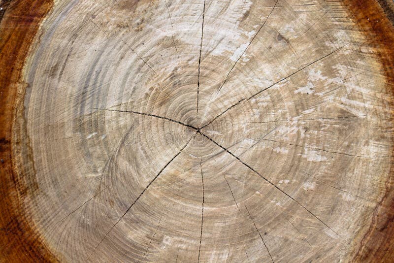 Cut trunk stock photo. Image of nature, forest, trees - 46244082