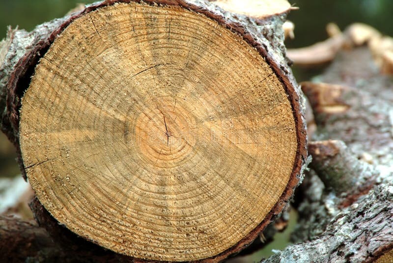 Cut trunk details stock image. Image of order, energy - 2059155