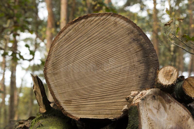 Cut trunk stock image. Image of industry, brown, line - 52415059