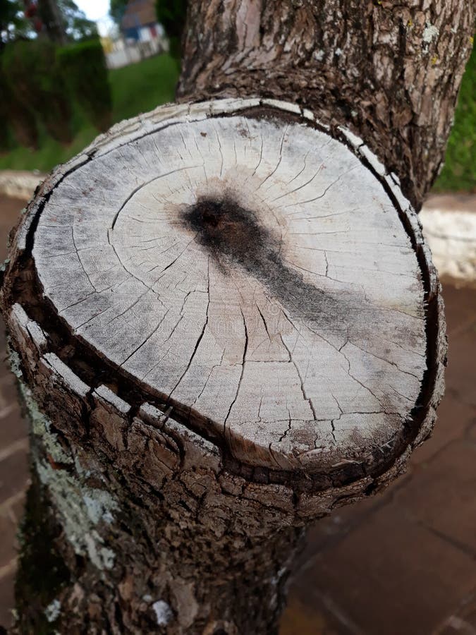 Bleeding tree stock image. Image of close, trunk, bleeding - 129927187