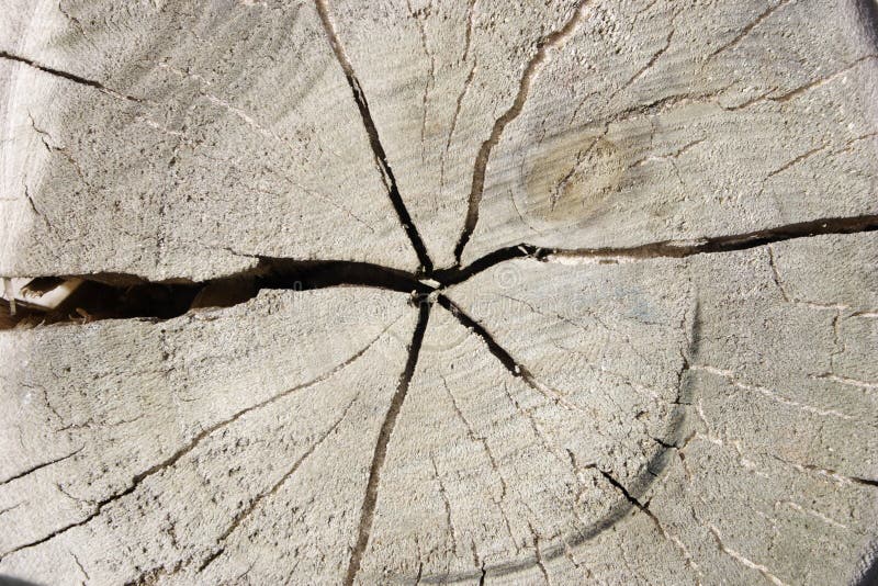 Cut trunk top view stock image. Image of wooden, wood - 39057293