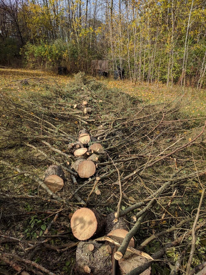 Cut Up Pine Tree stock image. Image of pine, wilderness - 183397987
