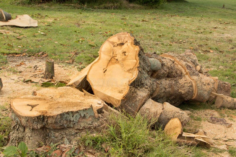 Cut Up Tree stock photo. Image of fell, deforestation - 36709282