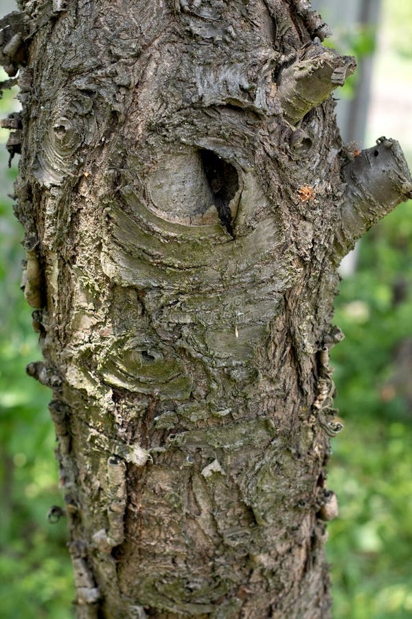 Cut of Very Old Tree. Stump Texture. a Pattern of Concentric Circles ...