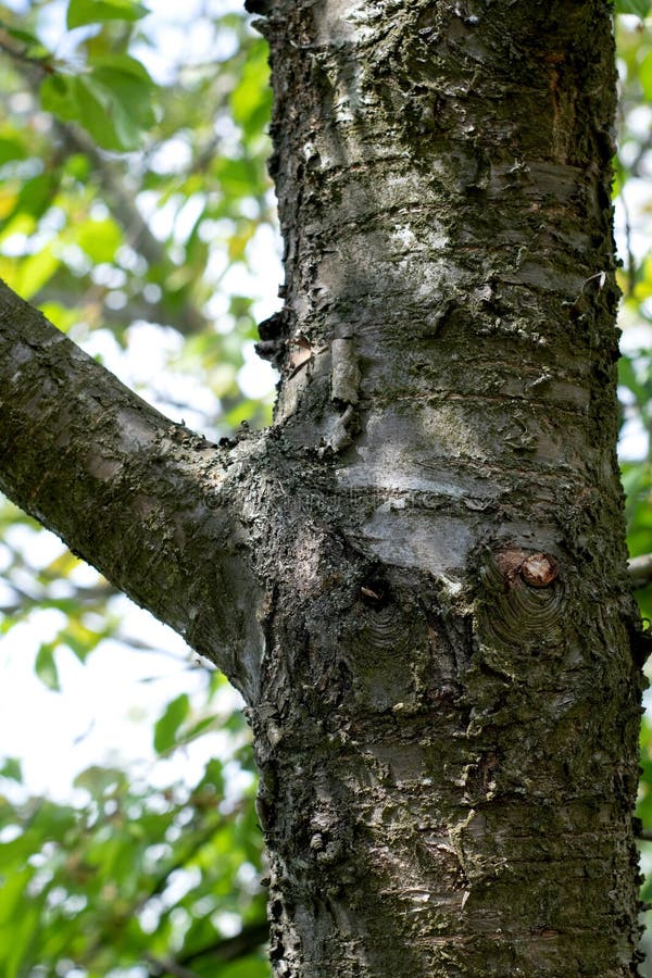 Concentric Annual Growth Rings of Walnut Tree Slice. Cracked and ...