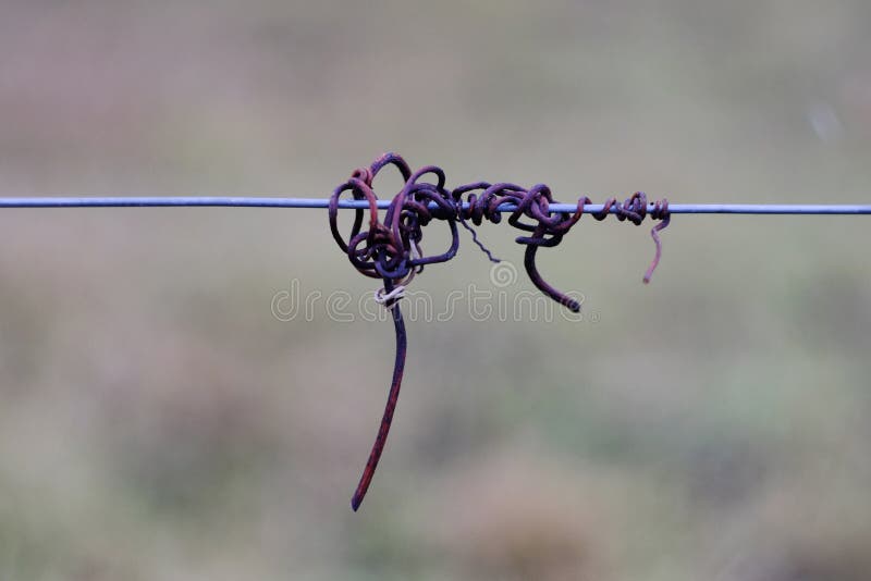 Vine crook on wire stock image. Image of wine, nature - 105226389