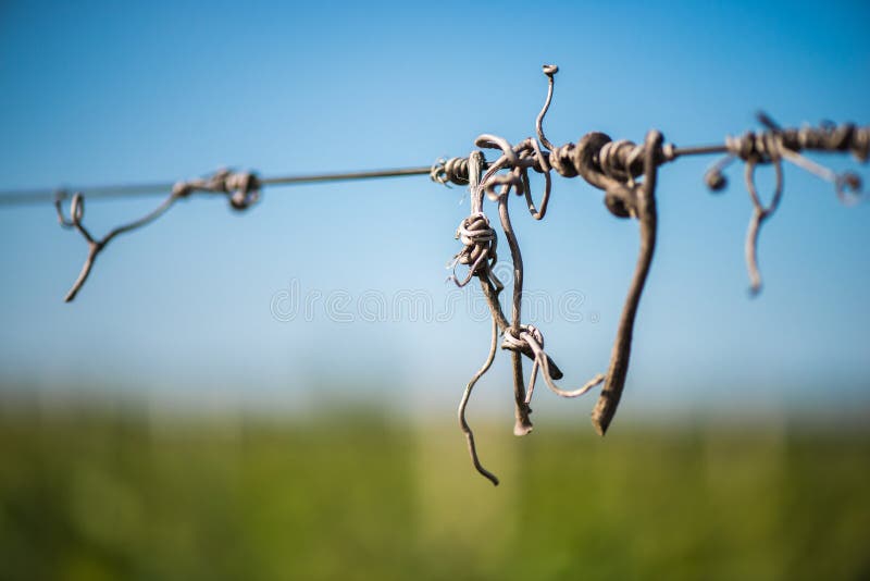 Cut Vines Crook on the Guide Wire in the Vineyard Stock Image - Image ...