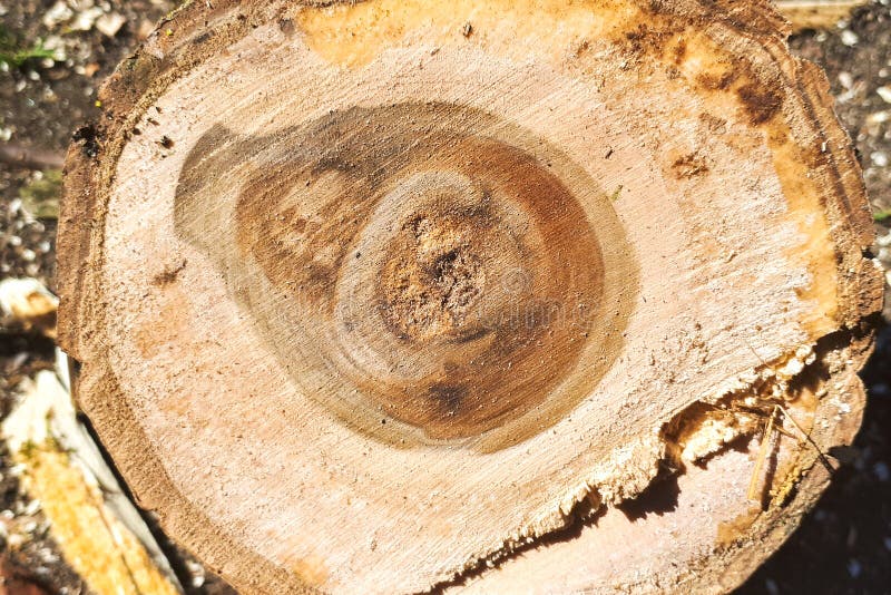 Cut a Walnut Tree. Tree Rings Background Stock Photo - Image of timber ...