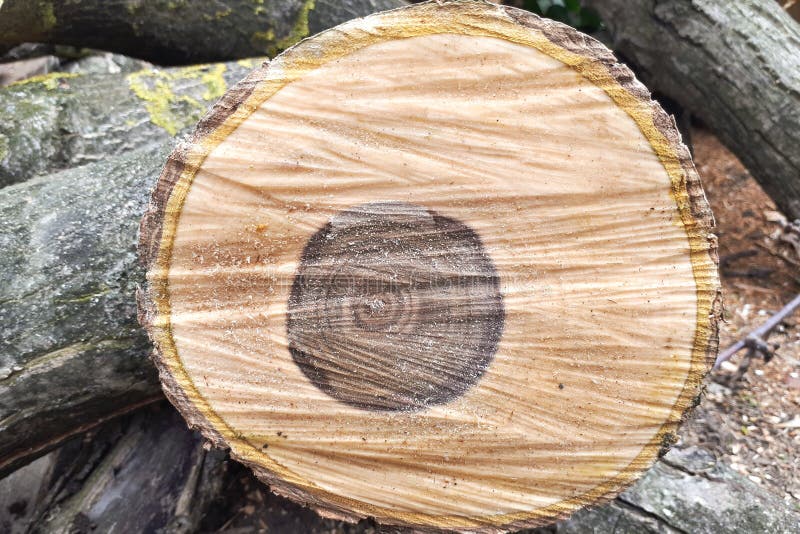 Cut a Walnut Tree. Tree Rings Background Stock Image - Image of natural ...